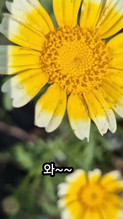 치커리꽃아욱꽃쑥갓꽃 너무예쁘다 Youtube