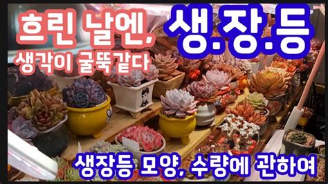 오늘 처럼 흐린 날엔 생장등 설치하고 싶으시죠 ~ 생장등 모양 설치 갯수에 관하여 ~ Youtube