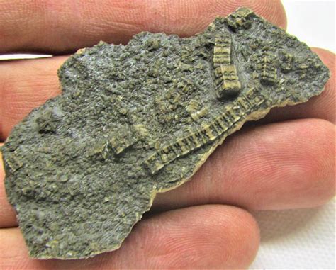 Crinoid Fossil Stem With Attachment Cirri 62 Mm Etsy