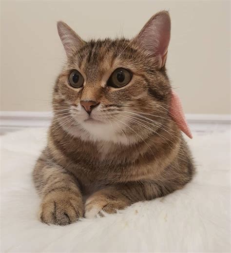 吸猫大会虎斑猫Bisbey 知乎