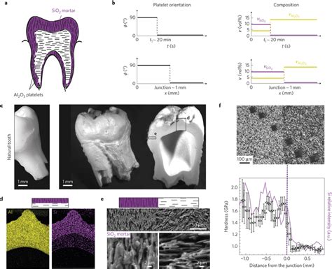 Design And Fabrication Of A Bioinspired Composite That Resembles The