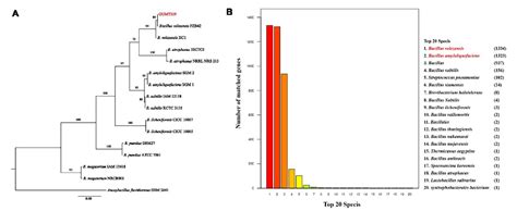 Figure 2 From Whole Genome Sequence Of Bacillus Velezensis Strain
