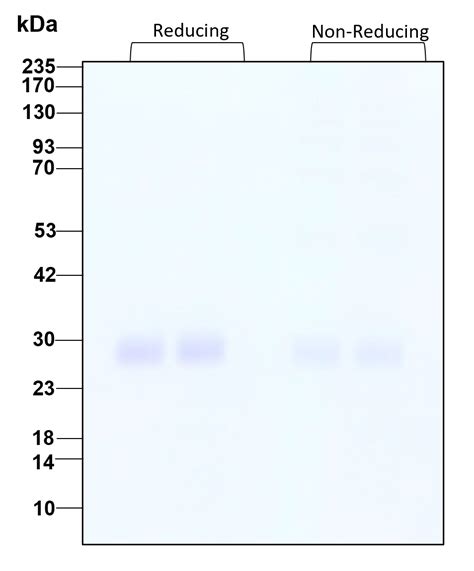 Humankine® Recombinant Human Fgf 4 Protein Gmp Grade Proteintech