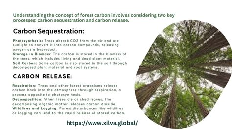 Ppt Forest Carbon Powerpoint Presentation Free Download Id12874004