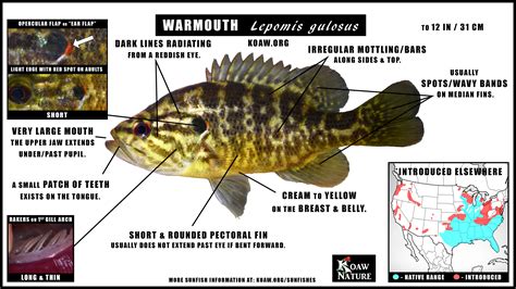 Warmouth Lepomis Gulosus — Koaw Nature