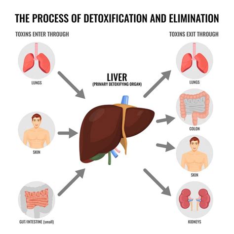 How To Detox The Liver In 10 Days Mother Of Health