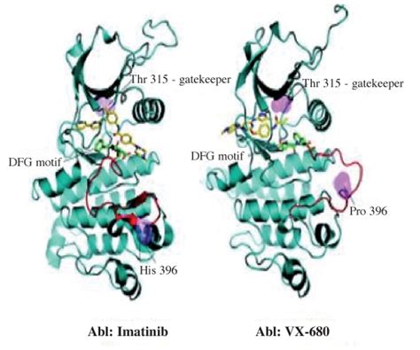 Structure Of Abl Domain Kinase Bound To Imatinib Left And To Vx 680 Download Scientific