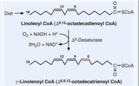 Fiszki Metabolism Of Eicosanoids And Cholesterol Synthesis Quizlet