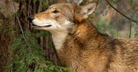 Meet The Rarest Critically Endangered Species On Earth Ranked