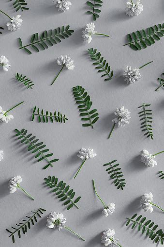 파스텔 배경에 흰색 꽃과 잎으로 만든 창조적 인 여름 구성 아름다운 꽃 레이아웃 자연 개념 맨 위 보기입니다 플랫 레이 0명에 대한 스톡 사진 및 기타 이미지 Istock