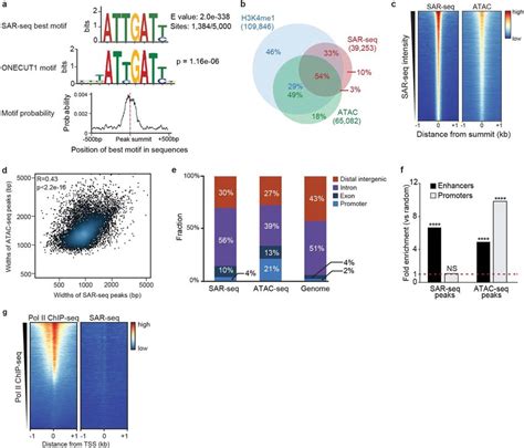 Motif Discovery Of Sar Peaks And Comparison With Atac Seq Peaks A