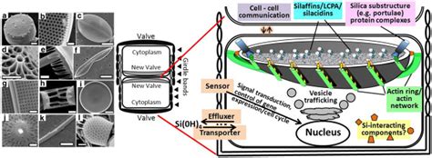 Diatom Cell Wall Structures And Components Left Sems Showing The Download Scientific Diagram