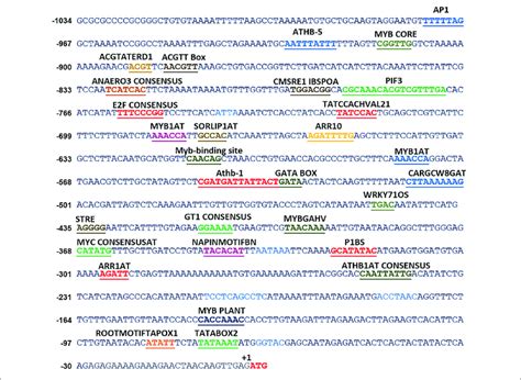 In Silico Analyses Of Various Cis Acting Elements In Shplr The Download Scientific Diagram