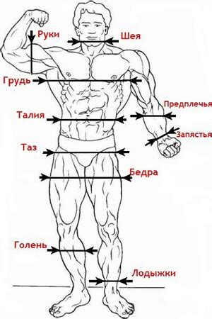 Как измерить обхват предплечья: правила и нюансы обмеров