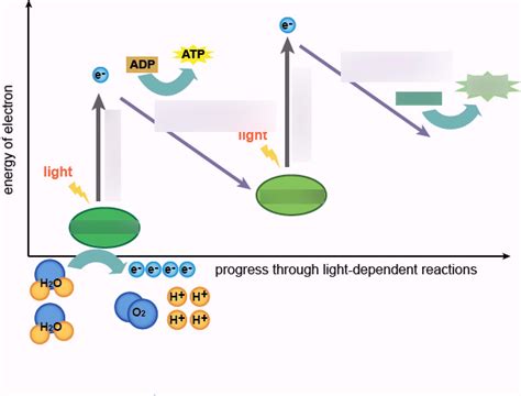 LDR Diagram Diagram Quizlet
