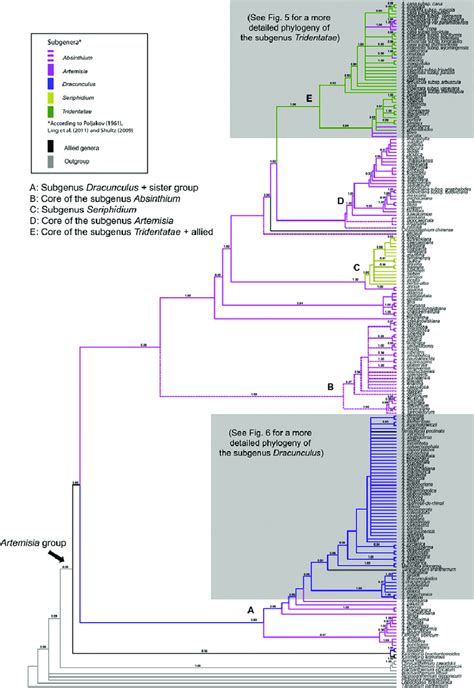 Fifty Percent Majority Rule Consensus Tree From Bayesian Inference Of