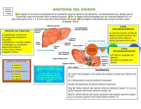 El Hígado Funciones Ubicación Partes Funcionamiento