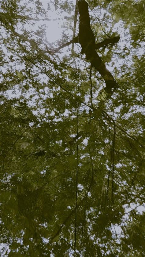Overhead Trees
