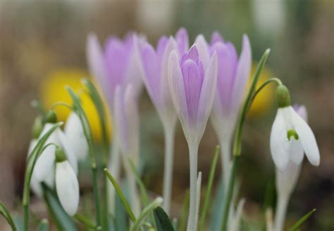 배경 화면 꽃들 겨울 정원 사자 별자리 크로커스 스노우 드롭 실내 장식 꽃이 핀다 스누이 호크 록제 베르 첸 후크 4493x3121 1012527