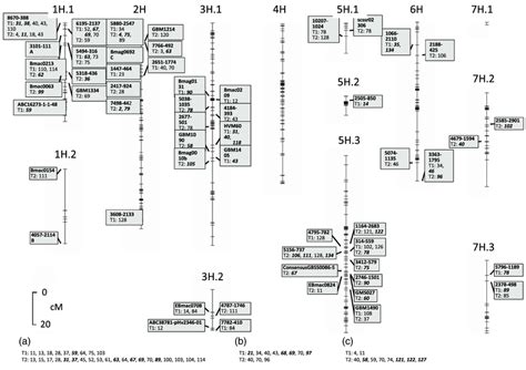 Quantitative Trait Loci Qtls For Metabolic Traits The Qtls For Download Scientific Diagram