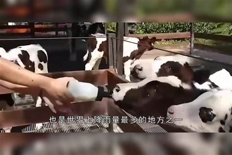 世界上最潮湿的地方全年下雨难见阳光衣服上甚至可能长蘑菇 阳光 衣服 地方