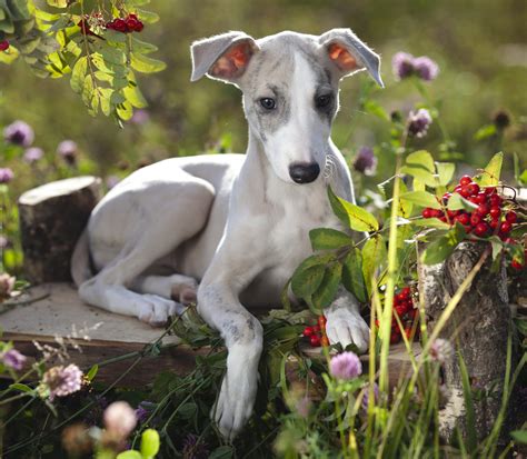 Whippet Hund Der Alte Whippet Whipcatde