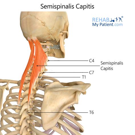Neck Articles Rehab My Patient