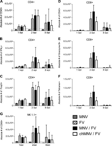 Cellular Activation And Function During Fv Mnv Coinfection Splenocyte