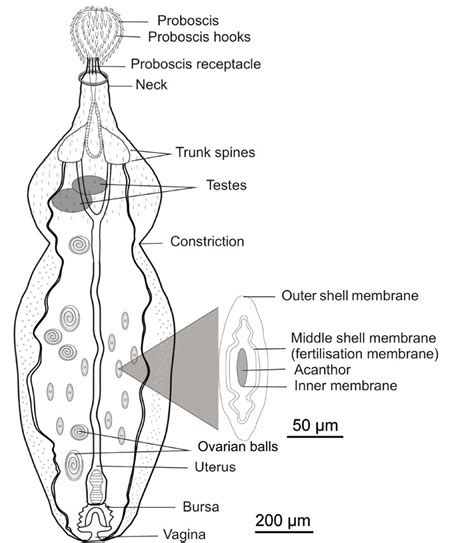 Line Drawing Representation Of Whole Polymorphus Minutus Goeze 1782 Download Scientific