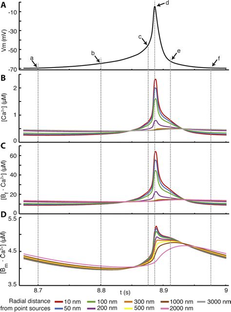 Spatiotemporal Distribution Of Ca²⁺ And The [bi · Ca²⁺] Complexes A Download Scientific