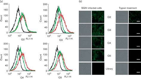 Characterization Of Target Molecules Recognized By Aptamers A Download Scientific Diagram