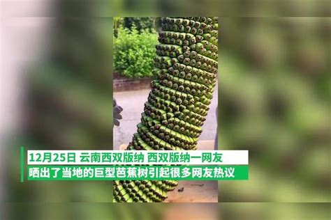 西双版纳网友晒出巨型芭蕉树果实密密麻麻包紧树干