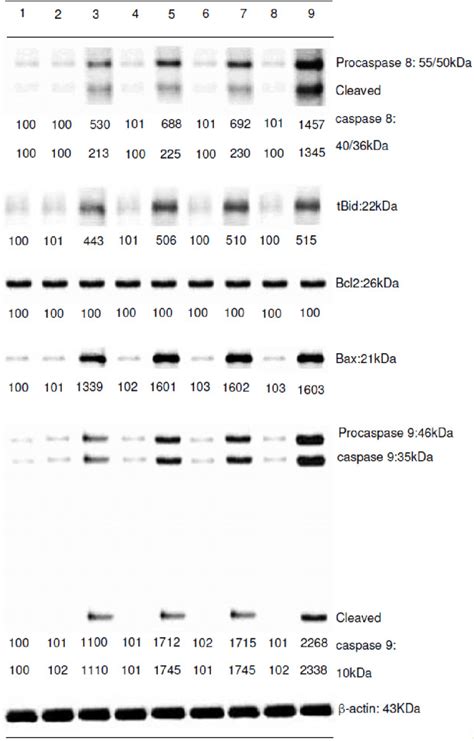Western Blot Analysis Of Lysates Of Agp Treated Pc 3 Cells Pc 3 Cells