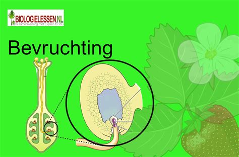 Planten Se Biologielessennl