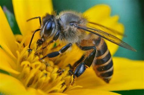Beekeeping In India A Complete Guide To Beekeeping For Beginners