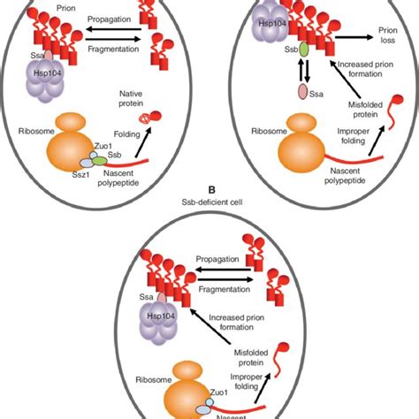 Model For The Role Of The Actin Cytoskeleton In The Formation Of The Download Scientific