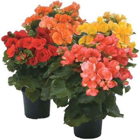Floriculture Flowering Potted Plants Flashcards Quizlet