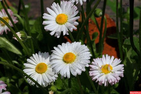 Фото: ****. Фотолюбитель Александр Ник. Природа. Фотосайт Расфокус.ру