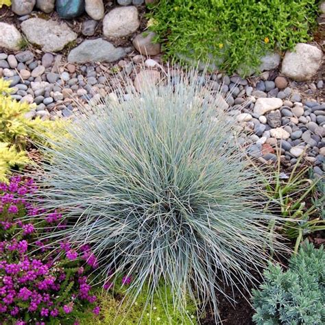 Blue Fescue Grass Seeds Festuca Glauca 100pcspack Greenseedgarden