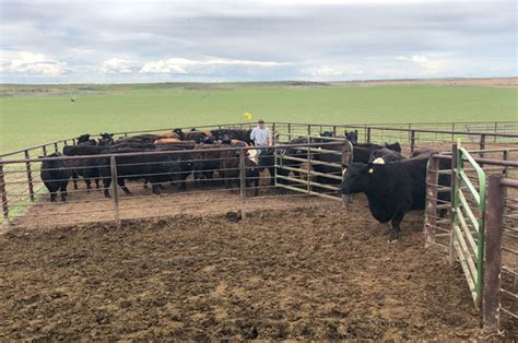 High Input Low Output Progressive Cattle Ag Proud