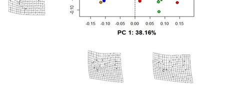 Pca Plot Obtained From Geometric Morphometric Analysis The Thin Plate Download Scientific