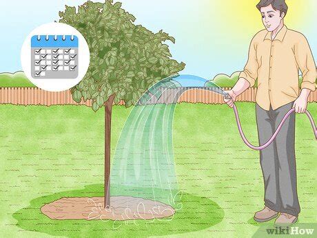 How To Water Trees With Pictures WikiHow How To Water Trees With Pictures WikiHow