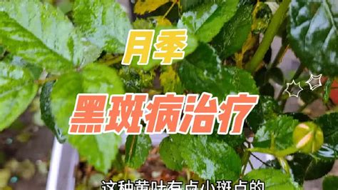 月季边开花边得黑斑病，如何正确治疗预防黑斑？让月季保持健康。 科普视频 搜狐视频