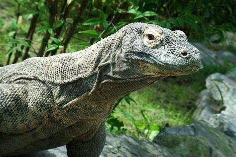 Животинският свят във всеки климатичен пояс I