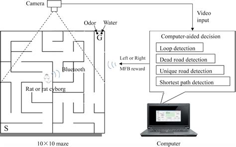 Rats Vs Computers Vs Rat Cyborgs In Maze Navigation Kurzweil