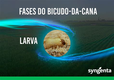 Sphenophorus Levis Tudo Sobre A Praga E Como Controlá La Portal Mais