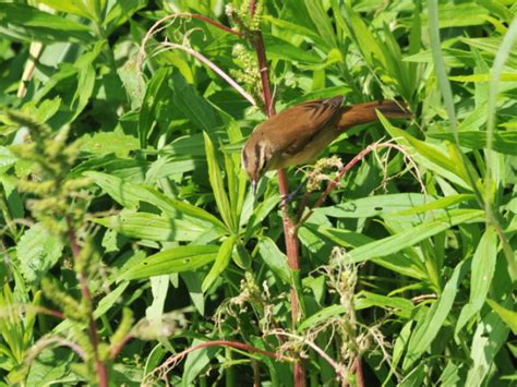 Black Browed Reed Warbler Acrocephalus Bistrigiceps