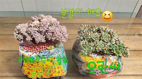 24418목 💕큐빅프로스티 금무지 철화💕 오란씨 💕분갈이해요😁😆 향원이네다육 010~6828~3188 Youtube
