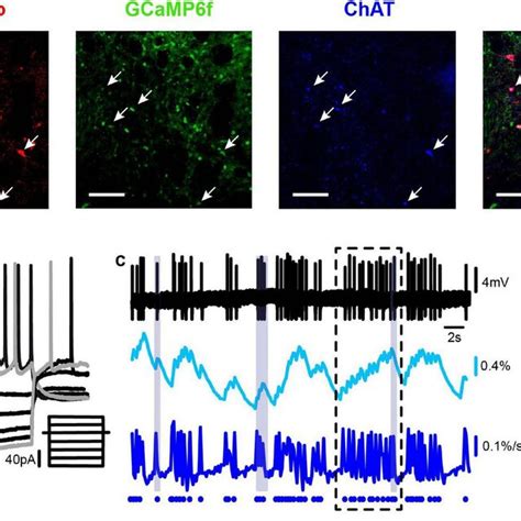 Simultaneous Electrophysiological And Calcium Imaging Recording Of A