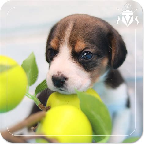 비글 웰시코기 치와와 닥스훈트 고양이입양 요크셔테리어 토이푸들 유기견보호소 러시안블루 빅토리아펫 강아지분양 펫샵